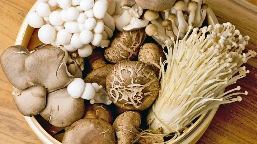 Як вирощувати гриби в домашніх умовах: повний посібник для новачків і профі - Izum